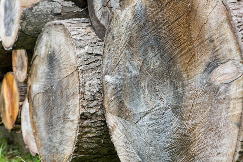 Logs stock image. Image of logging, nature, grey, material - 101194745