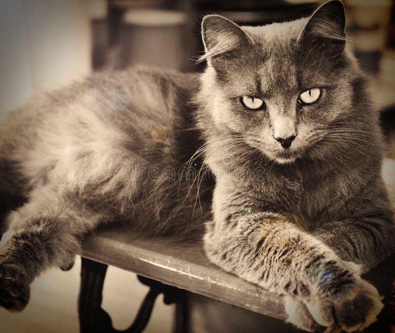 Grey Long-Haired Cat stock image. Image of feline, dark - 17949547