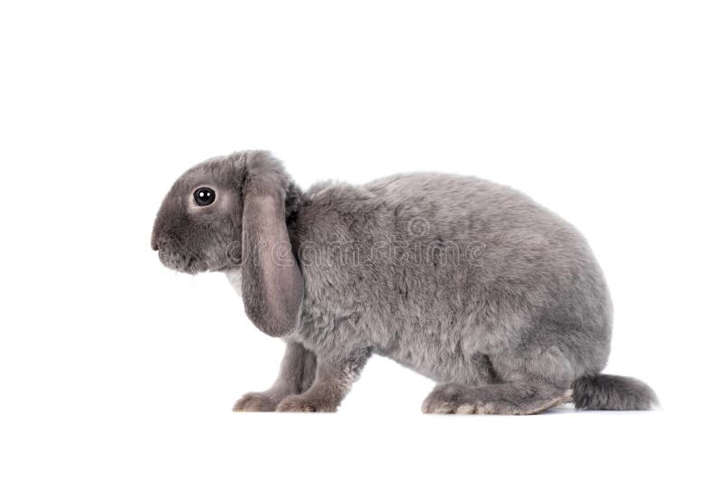 Grey Lop Eared Rabbit Rex Breed Stock Photos - Free & Royalty-Free ...
