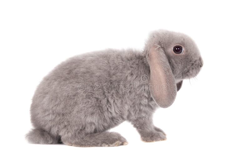 Grey Lop Eared Rabbit Rex Breed Stock Photos - Free & Royalty-Free ...