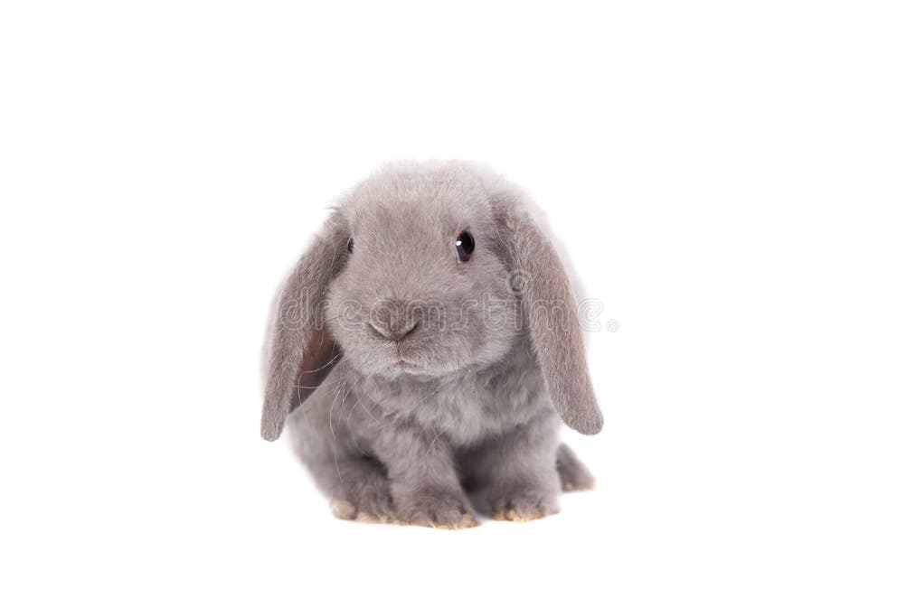 Grey Lop-eared Rabbit Rex Breed Stock Photo - Image of meal, hair: 42041078