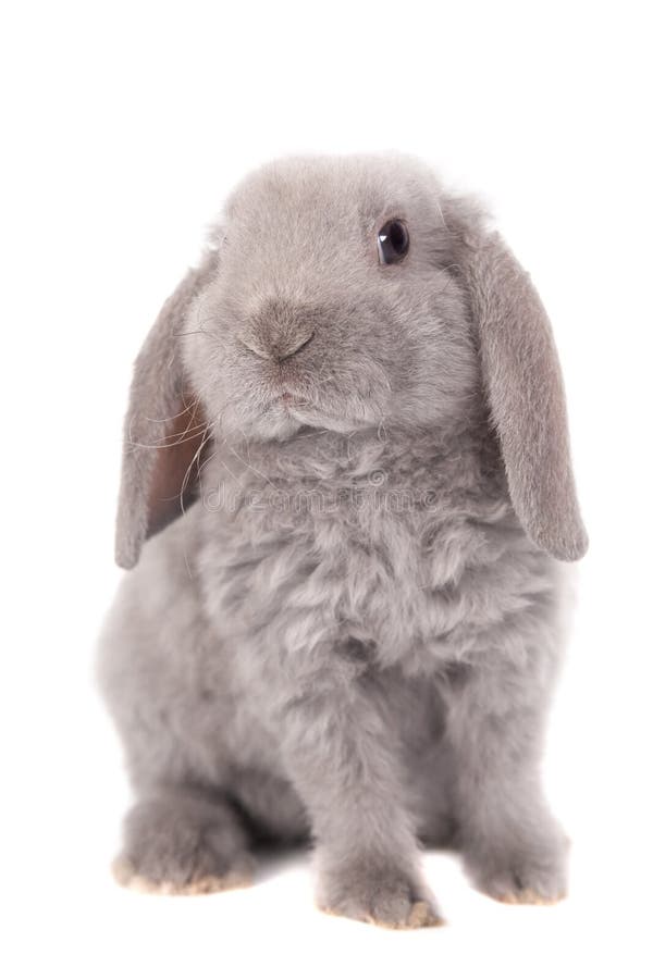 Dwarf Lop-eared Rabbit Breeds Ram. Stock Photo - Image of tradition ...