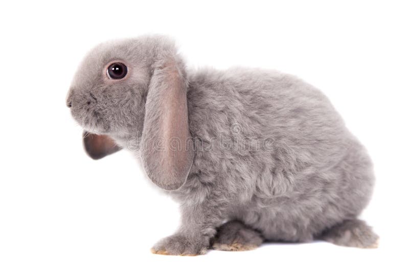 Grey Lop-eared Rabbit Rex Breed Stock Photo - Image of isolated, baby ...