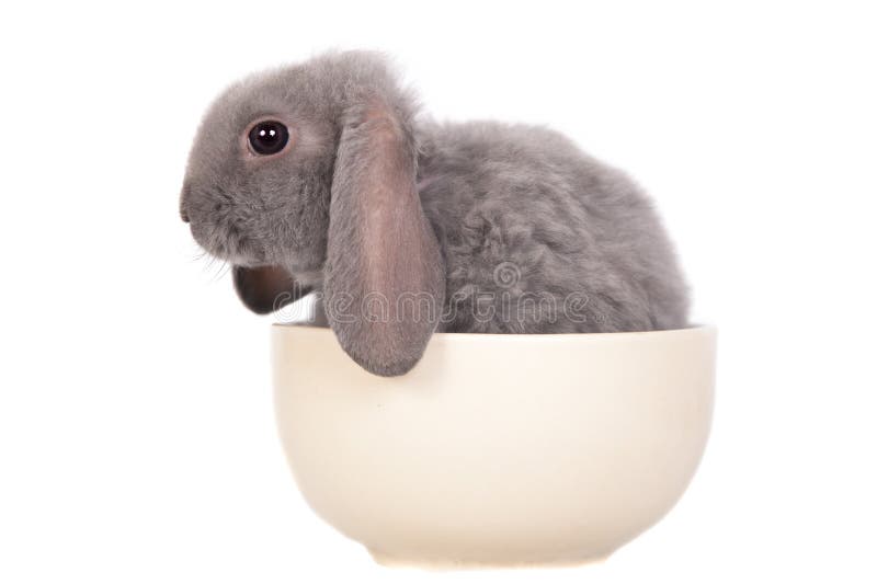 Grey Lop-eared Rabbit Rex Breed Stock Image - Image of nature, hair ...