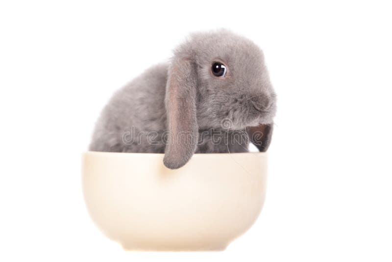 Grey Lop-eared Rabbit Rex Breed Stock Image - Image of careful, humor ...