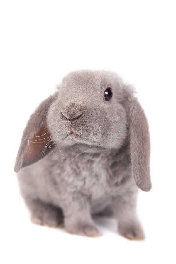 Grey Lop-eared Rabbit Rex Breed Stock Photo - Image of curiosity ...