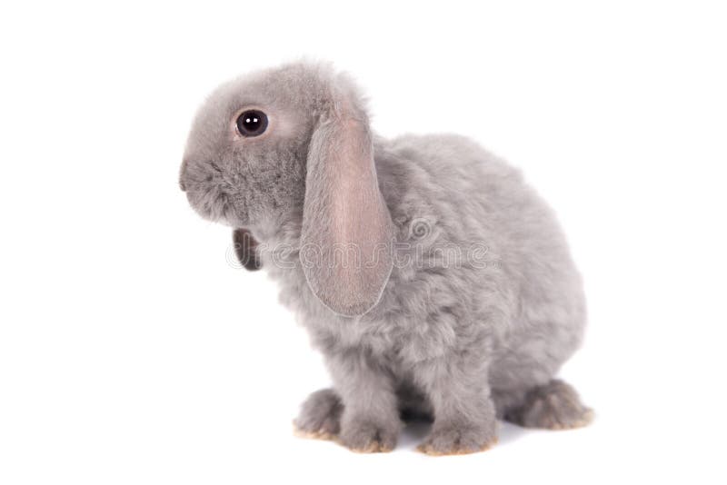 Grey Lop-eared Rabbit Rex Breed Stock Photo - Image of mammal ...