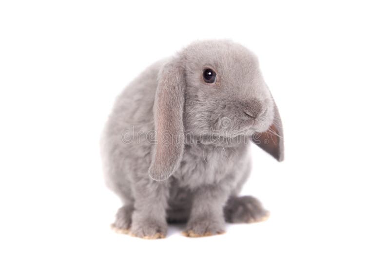 Grey Lop-eared Rabbit Rex Breed Stock Image - Image of lopeared, mammal ...