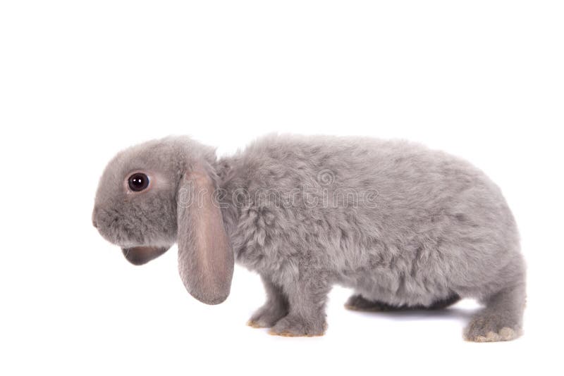Grey Lop-eared Rabbit Rex Breed Stock Image - Image of isolated, dwarf ...