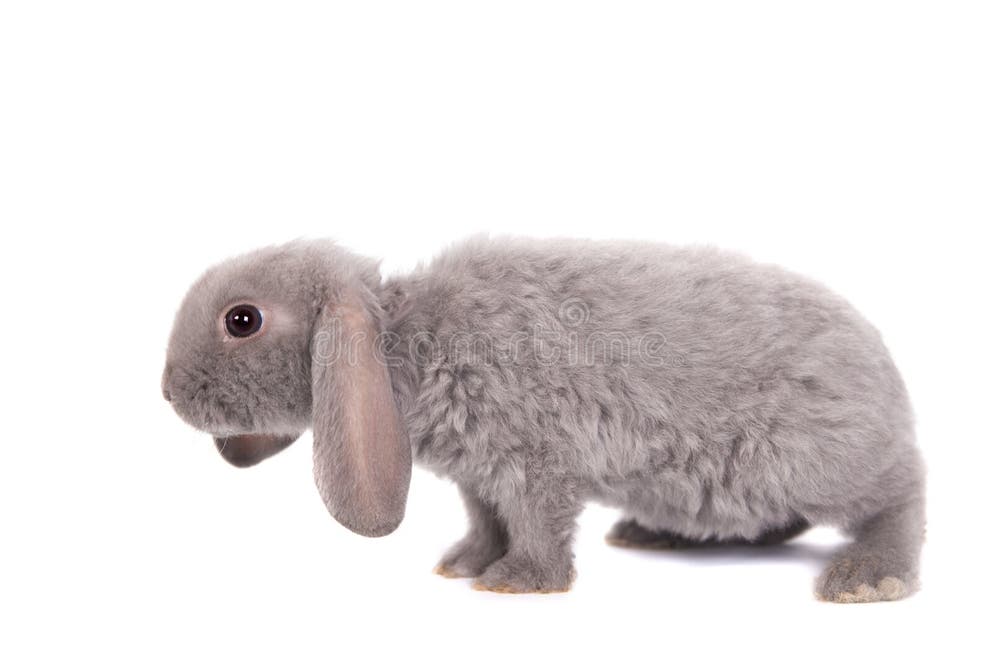 Grey Lop-eared Rabbit Rex Breed Stock Image - Image of isolated, dwarf ...