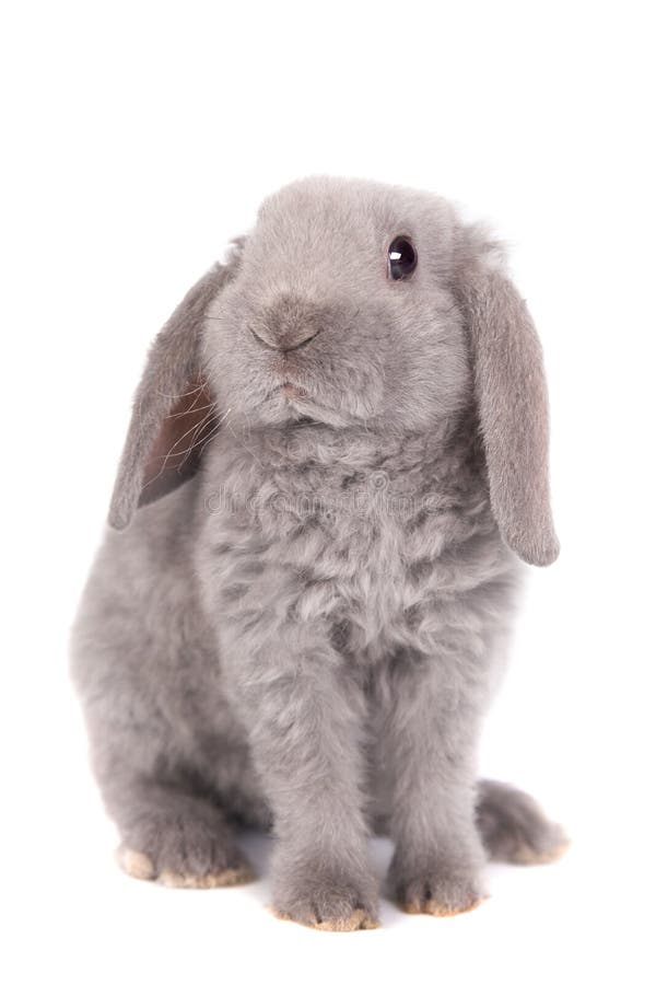 Grey Lop Eared Rabbit Rex Breed White Stock Photos - Free & Royalty ...