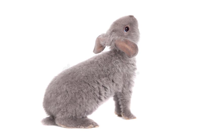 Grey Lop-eared Rabbit Rex Breed Stock Photo - Image of fleecy, hair ...