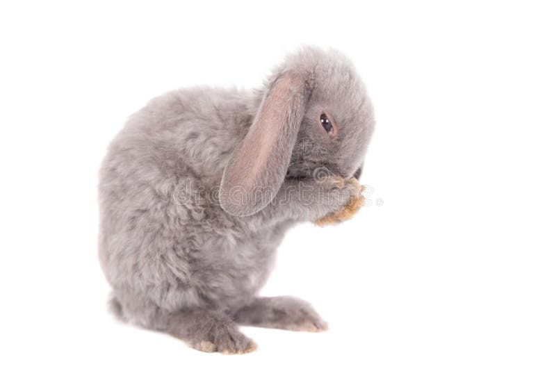 Grey Lop-eared Rabbit Rex Breed Stock Image - Image of isolated, mammal ...