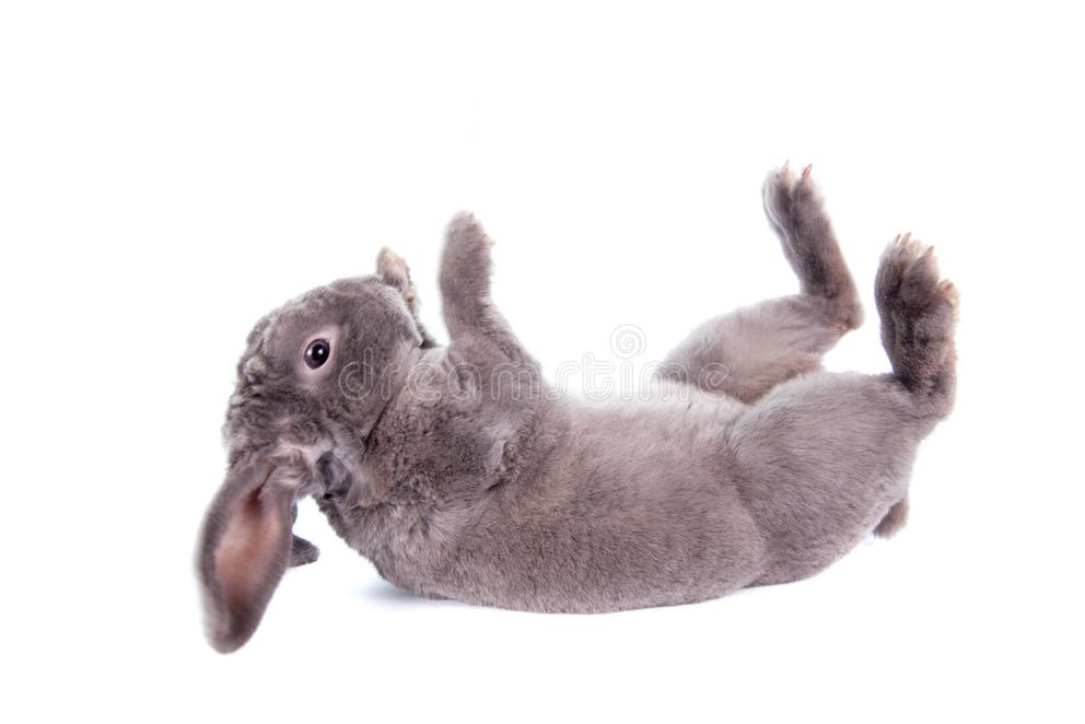 Grey Lop-eared Rabbit Rex Breed Stock Image - Image of decorative, foot ...