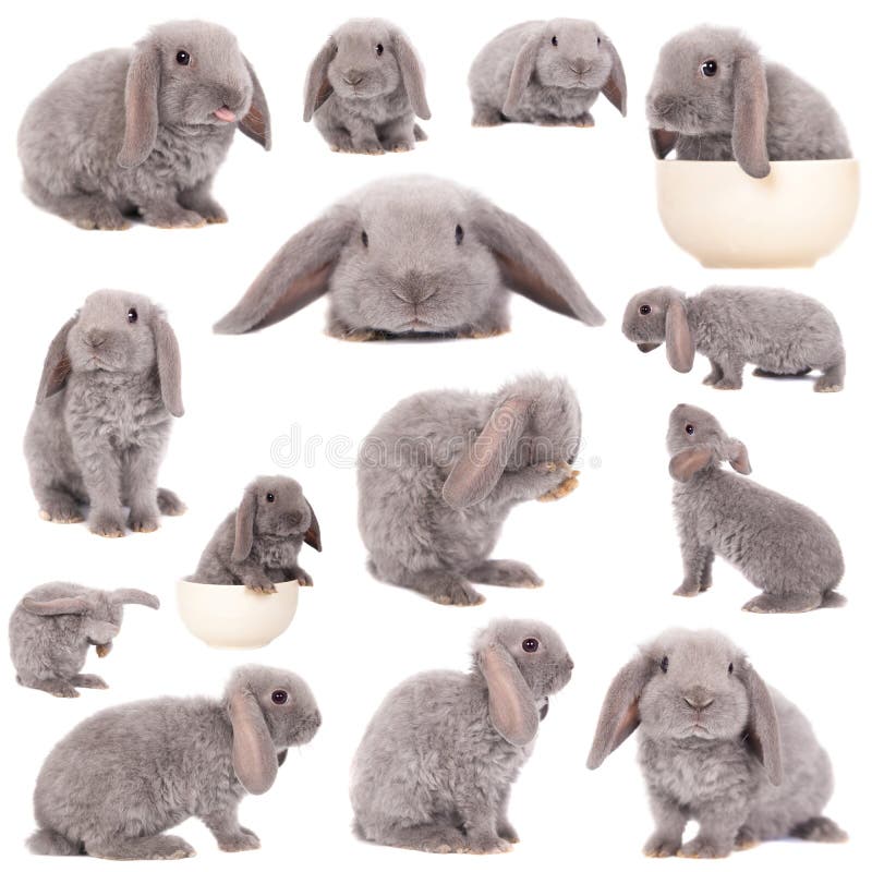 Grey Lop-eared Rabbit Rex Breed Stock Photo - Image of curiosity ...