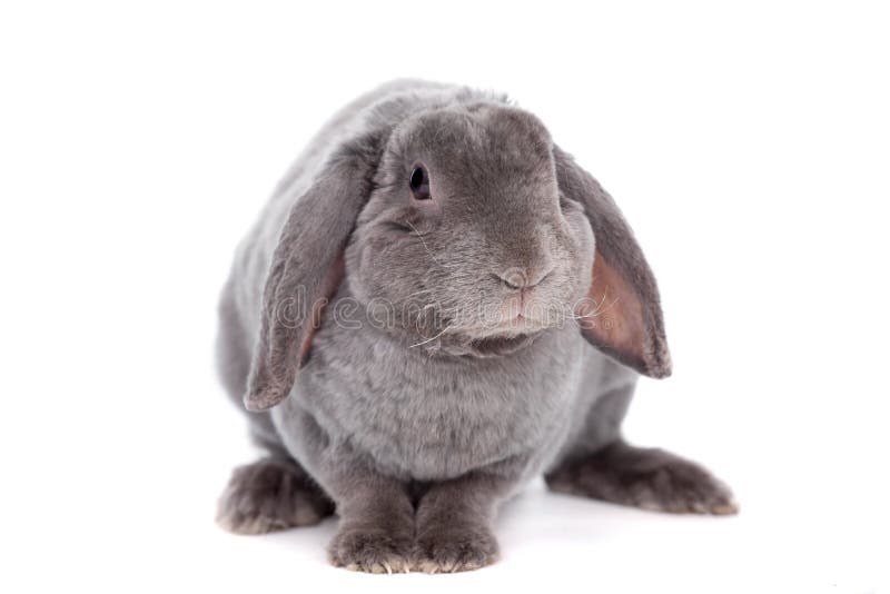 Grey Lop-eared Rabbit Rex Breed Stock Image - Image of lopeared, mammal ...