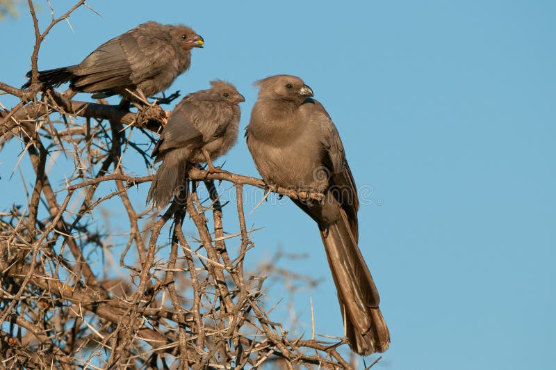 Grey lourie stock image. Image of aves, outdoors, safari - 23603985