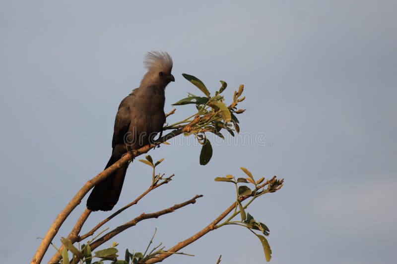 Grey Lourie. stock image. Image of nature, life, color - 51318481