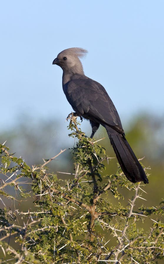 Grey Lourie or Go-Away Bird - Botswana Stock Photo - Image of nature ...