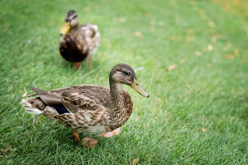 Grey Mallard Duck on Green Grass. Nature Stock Image - Image of ducks ...