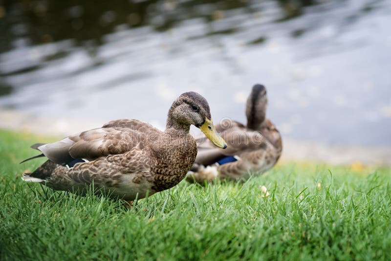 Grey Mallard Duck on Green Grass. Nature Stock Image - Image of ducks ...