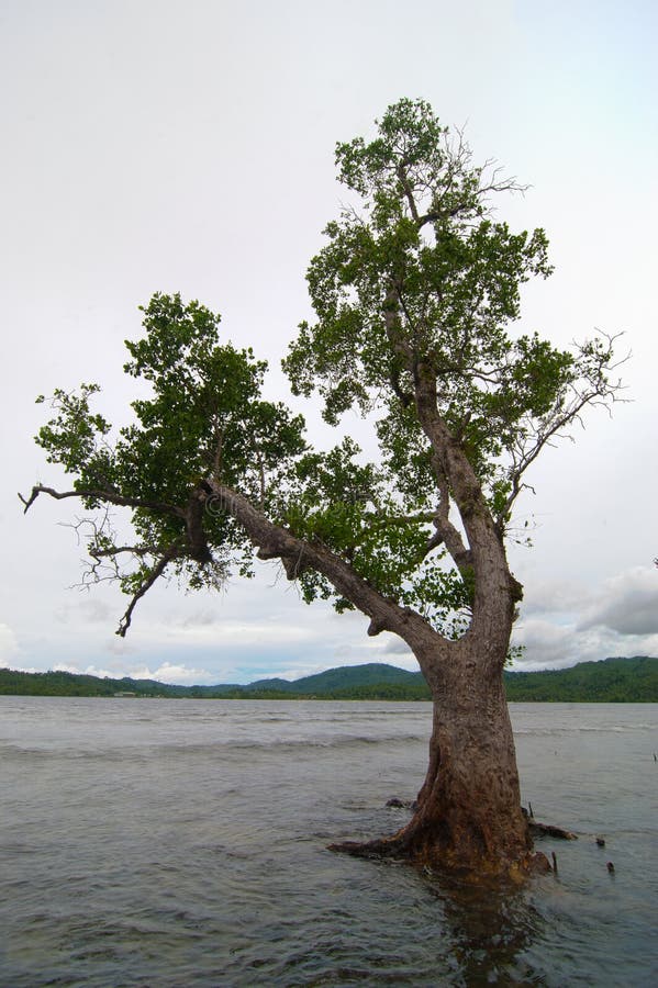 5+ Large mangrove tree Free Stock Photos - StockFreeImages