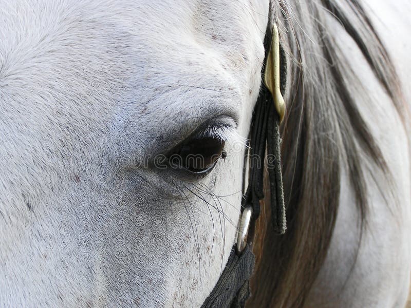 Grey mare s face stock image. Image of closeup, mare - 21147725