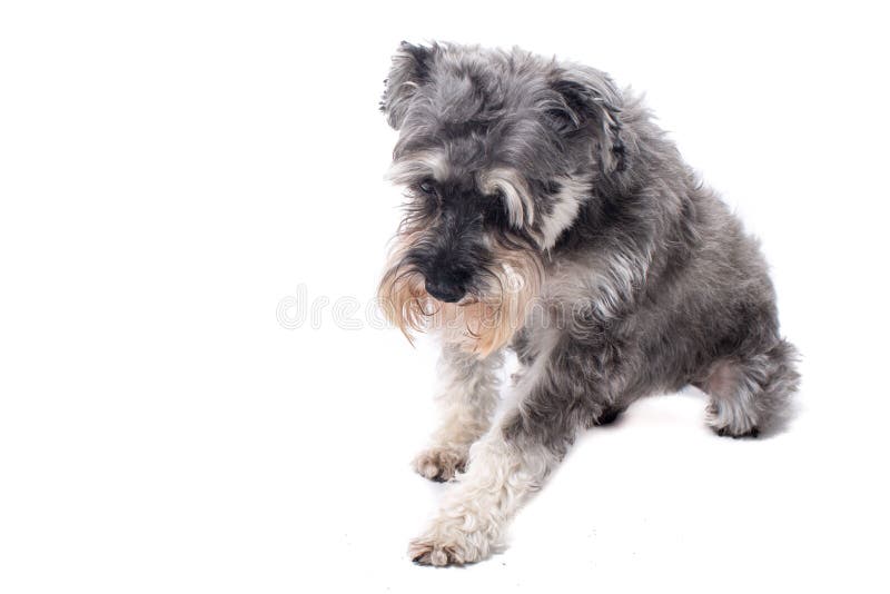Grey Miniature Schnauzer Terrier in Studio Stock Image - Image of loyal ...