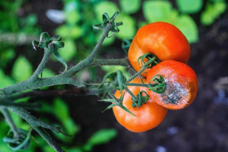 Mold on tomato stock image. Image of crumpled, poor, spoiled - 33597397