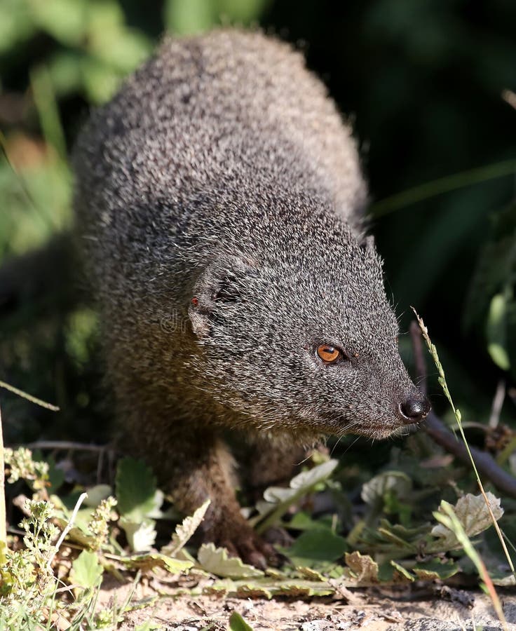 Grey Mongoose stock photo. Image of mongoose, mammal - 35577592