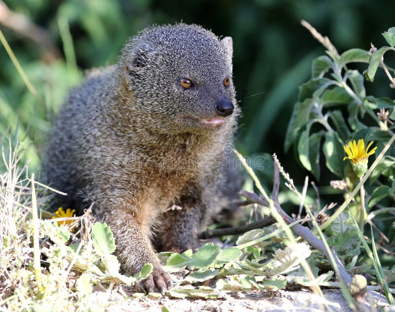 Grey Mongoose stock photo. Image of mongoose, mammal - 35577592