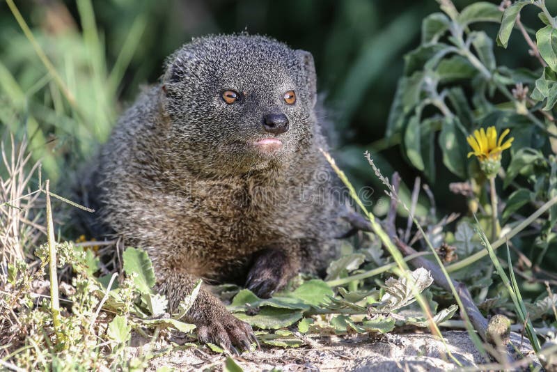 Grey Mongoose stock photo. Image of mongoose, mammal - 35577592
