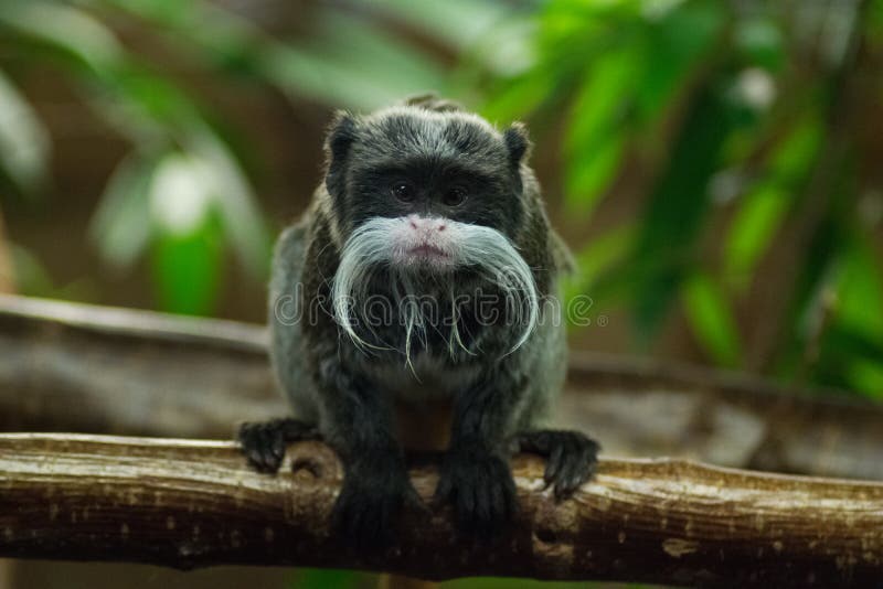 Grey Monkey with White Moustache Stock Image - Image of moustache, tree ...