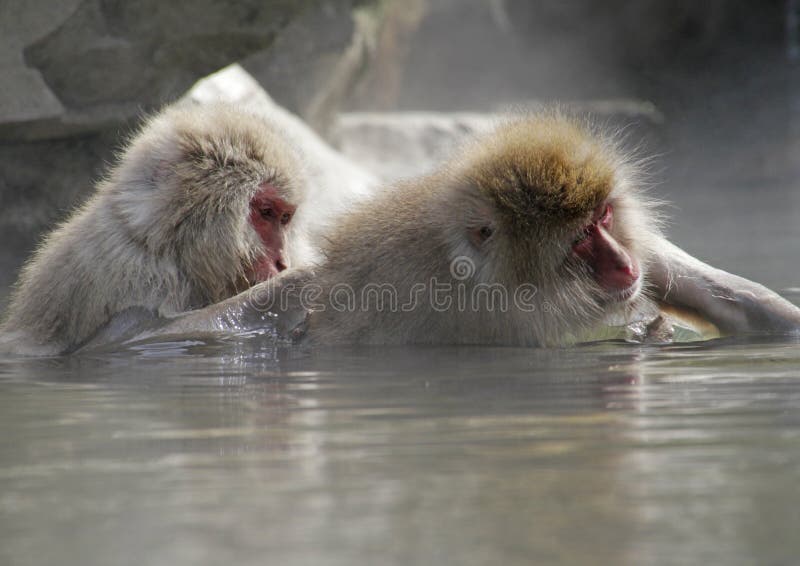 Grey Monkeys Playing in the Water during Daytime Stock Photo - Image of ...