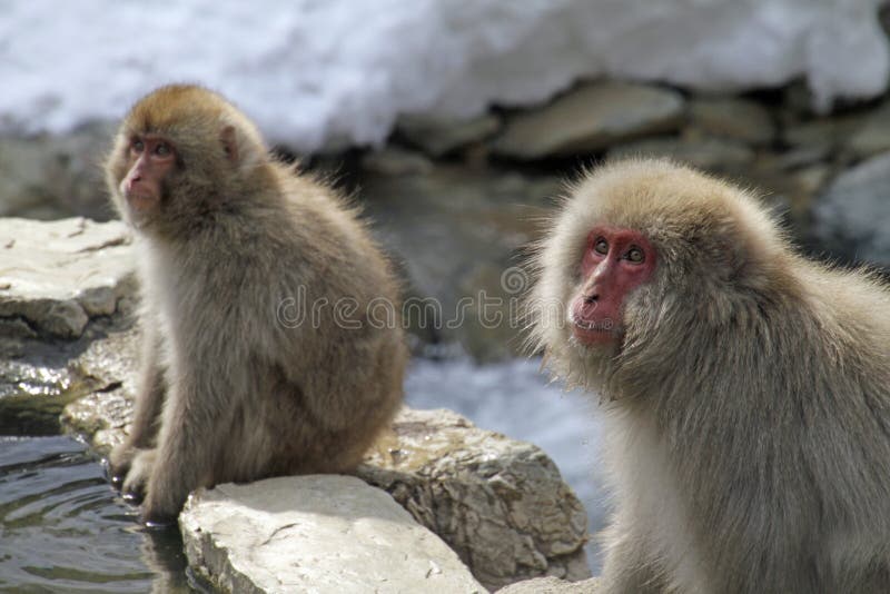 Grey Monkeys Sitting Next To Each Other on Stones during Winter Stock ...