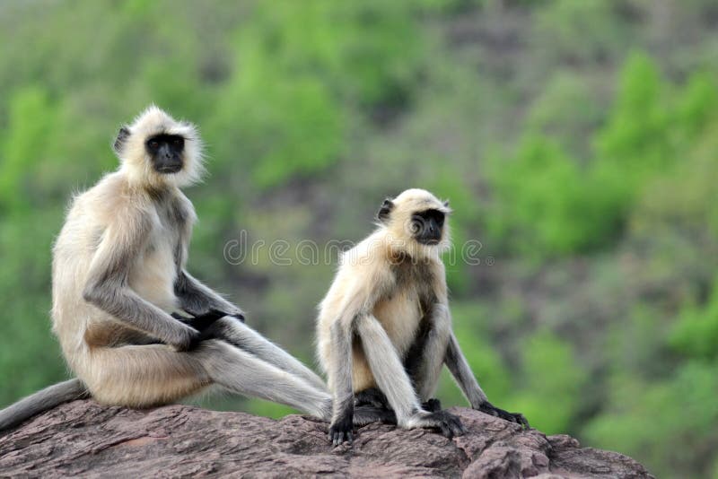 Grey Monkeys Unique Posture Stock Image - Image of folded, faced: 57458249