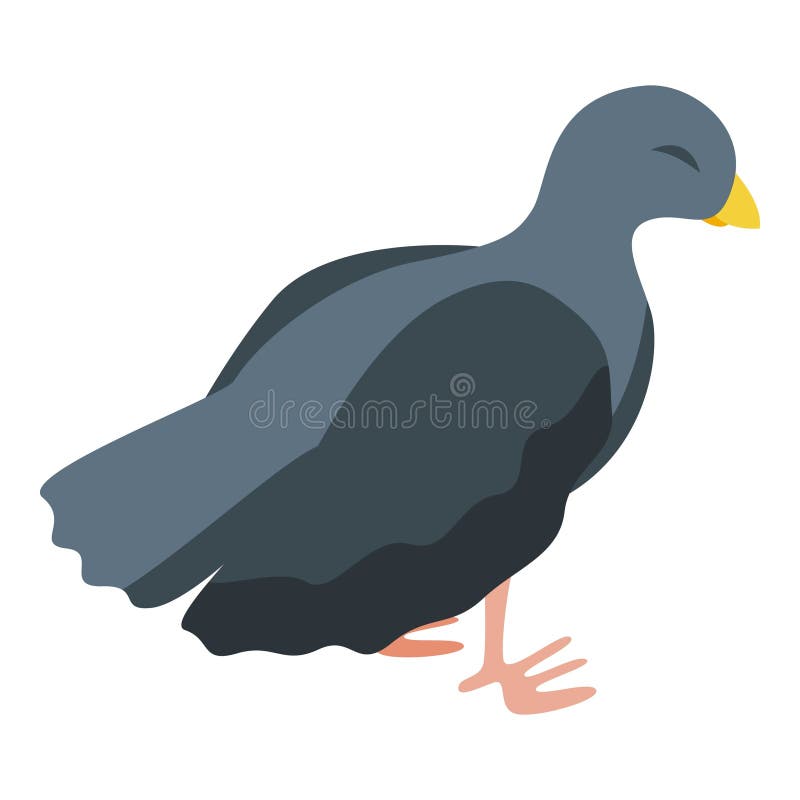 Grey Moorhen Stock Illustrations – 1 Grey Moorhen Stock Illustrations ...