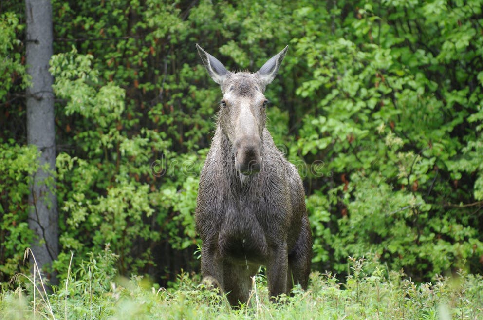 Grey Moose stock photo. Image of columbia, ungulate, wildlife - 29116144
