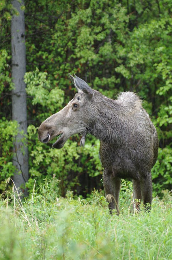 Grey Moose stock photo. Image of columbia, ungulate, wildlife - 29116144