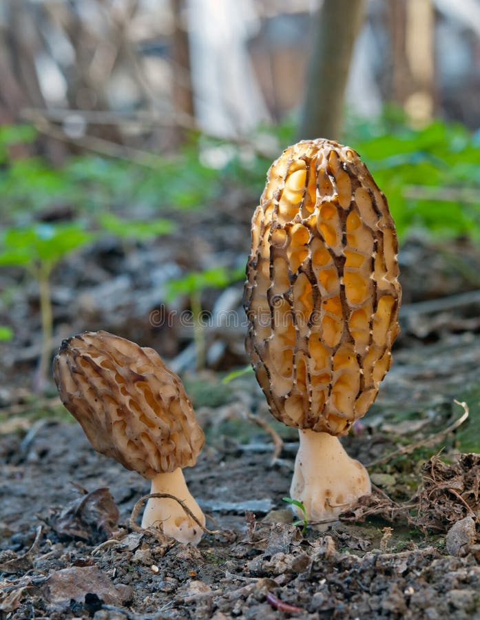 Grey morel mushrooms stock photo. Image of hunting, root - 39444960