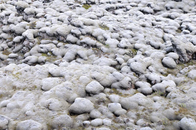 Grey moss stock image. Image of grey, background, peace - 25373045