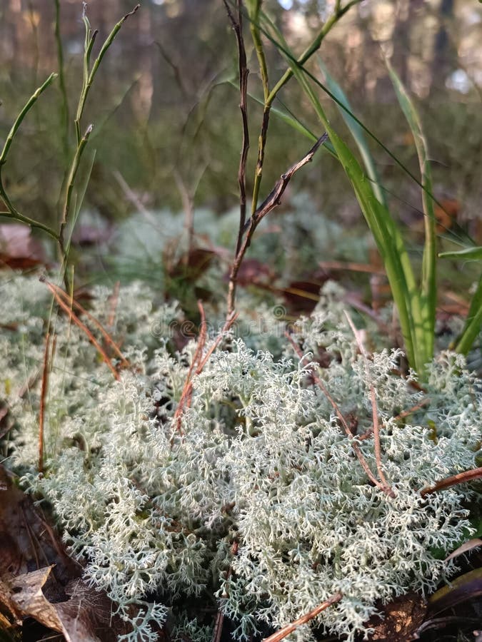 Grey moss in the forest stock image. Image of green - 361690493