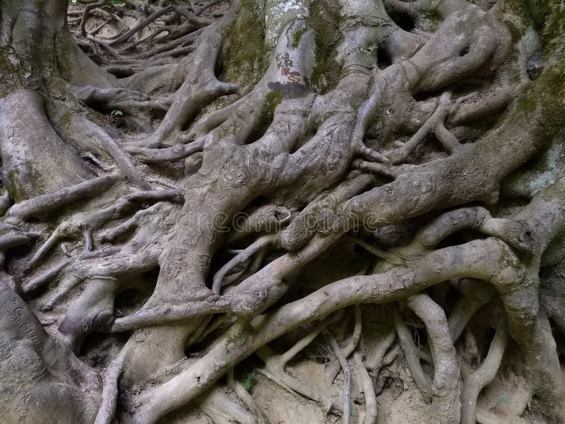 Giant Entangled Beech Tree Roots Stock Photo - Image of heat, science ...