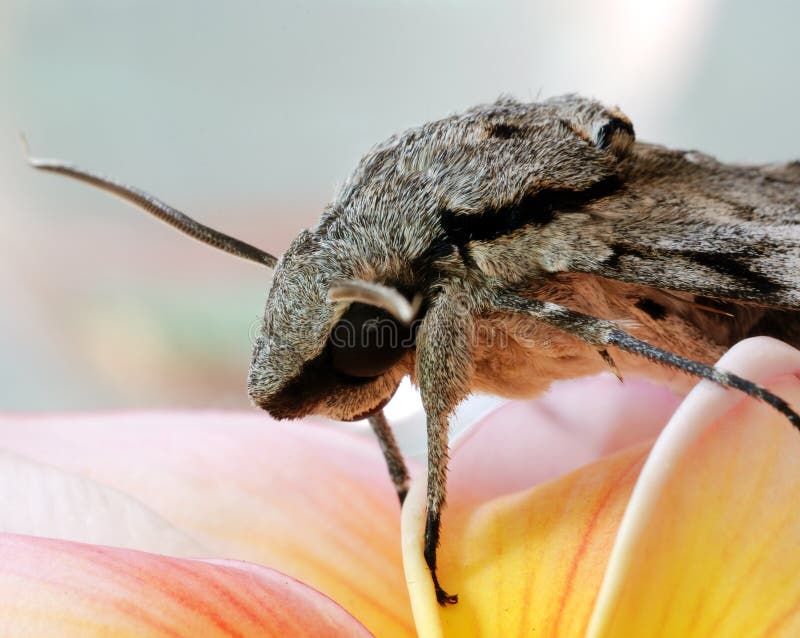 Grey moth on frangipani stock image. Image of brown, object - 12895347