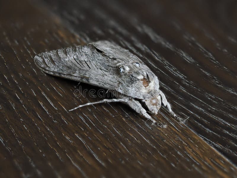 Grey moth insect close up stock photo. Image of lizard - 258702284