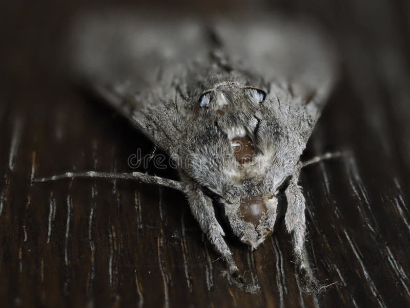 Grey moth insect close up stock photo. Image of colorful - 258702286