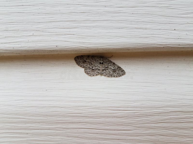 Grey Moth Insect Under White Home Siding Stock Image - Image of wings ...
