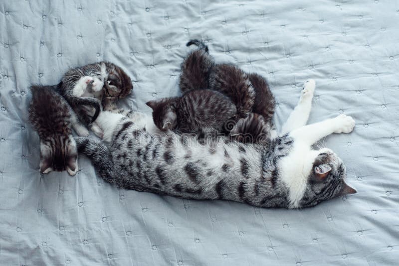 Grey Mother Cat Nursing Her Cute Babies Kittens Lying on the Bed Stock ...