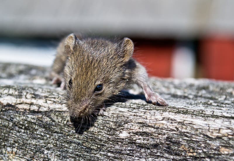 Grey mouse stock photo. Image of glance, pest, tail, small - 21014848