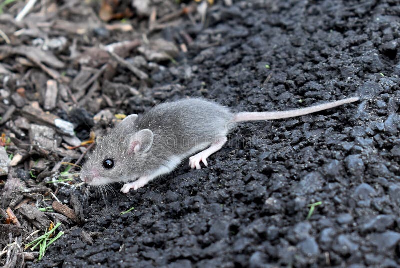 356 Mice Outside Stock Photos - Free & Royalty-Free Stock Photos from ...